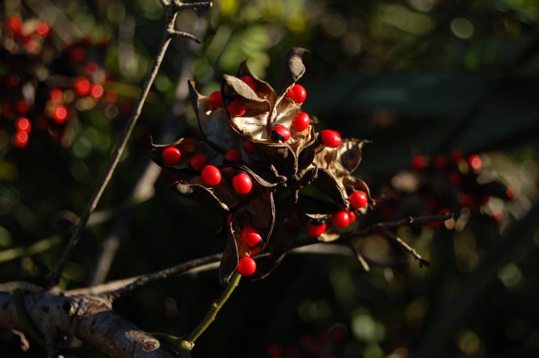 Abrina - fisiologia vegetale