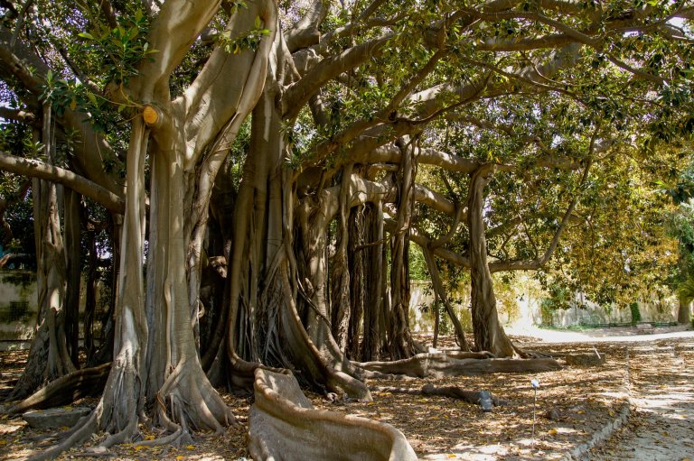 Ficus macrophylla - botanica sistematica