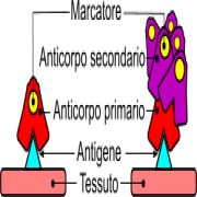 Epitopo - Determinante antigenico - immunologia