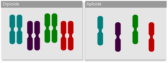 Aploide - aploidia - genetica