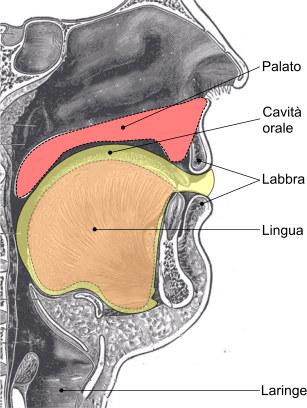 Bocca - anatomia umana