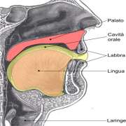 Lingua - anatomia umana
