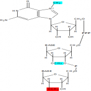 Splicing - biologia molecolare