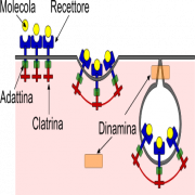 Dinamina - biologia cellulare
