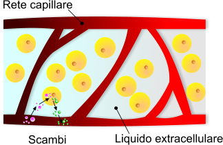 Capillare - fisiologia