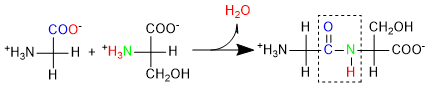 Legame peptidico - biochimica