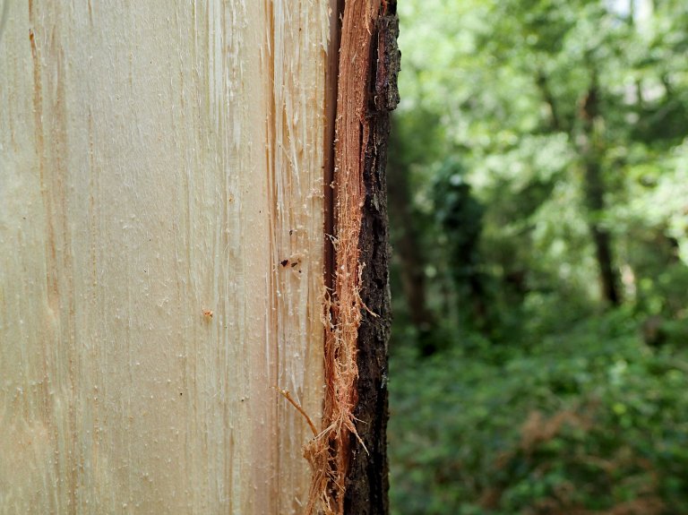 Crescita secondaria del fusto - botanica