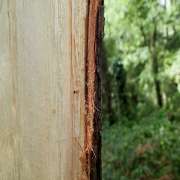 Fusto modificato - botanica