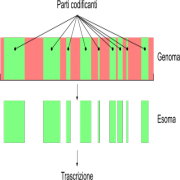 Genoma - biologia molecolare