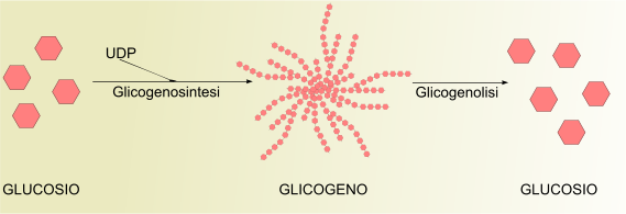 Glicogeno - biochimica