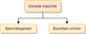 Gonade maschile - zoologia