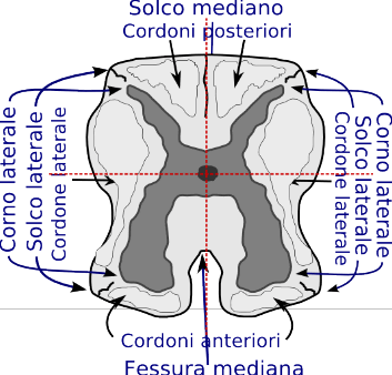 Midollo spinale - fisiologia