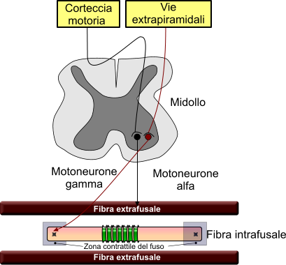 Motoneurone - fisiologia