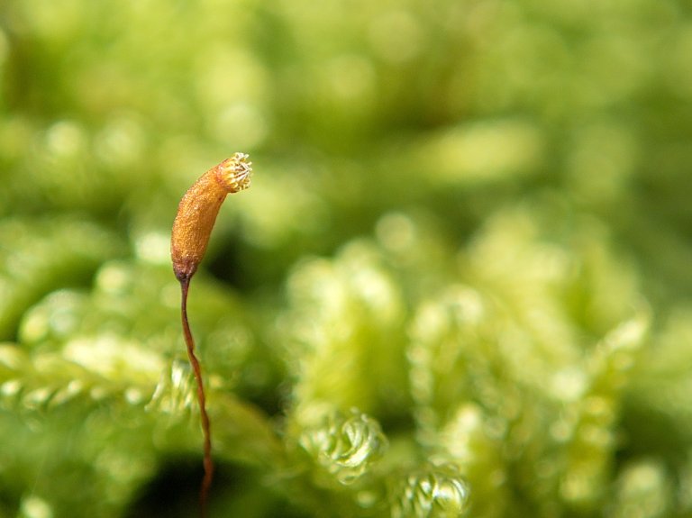 Muschi - Muschio - botanica