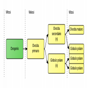 Meiosi - biologia cellulare