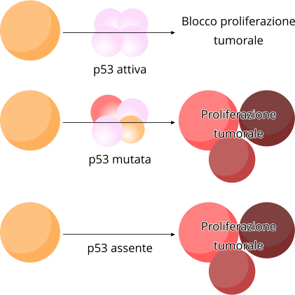 p53 - Proteina tumorale 53 - genetica