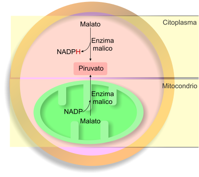 Atlante di chimica: Piruvato