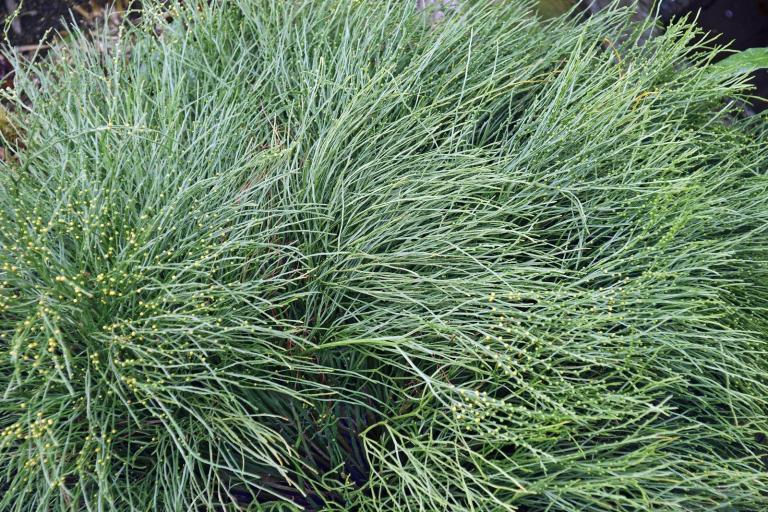 Psilofite - botanica