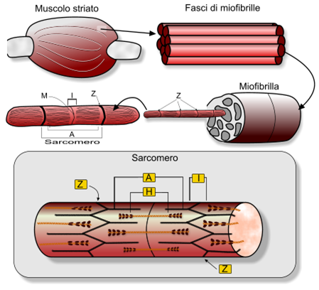 Sarcomero - fisiologia