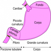 Gastroscopia - esami diagnostici