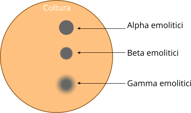 Streptococchi - Streptococcus - microbiologia