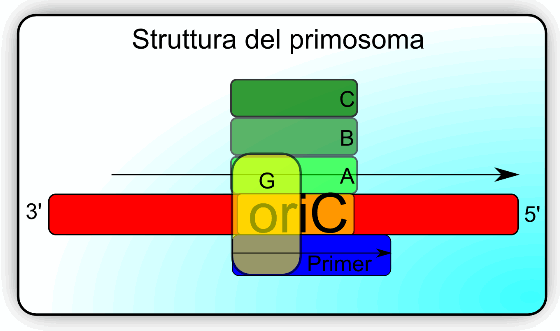Primosoma - biologia molecolare
