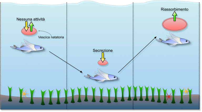 Vescica natatoria - anatomia comparata